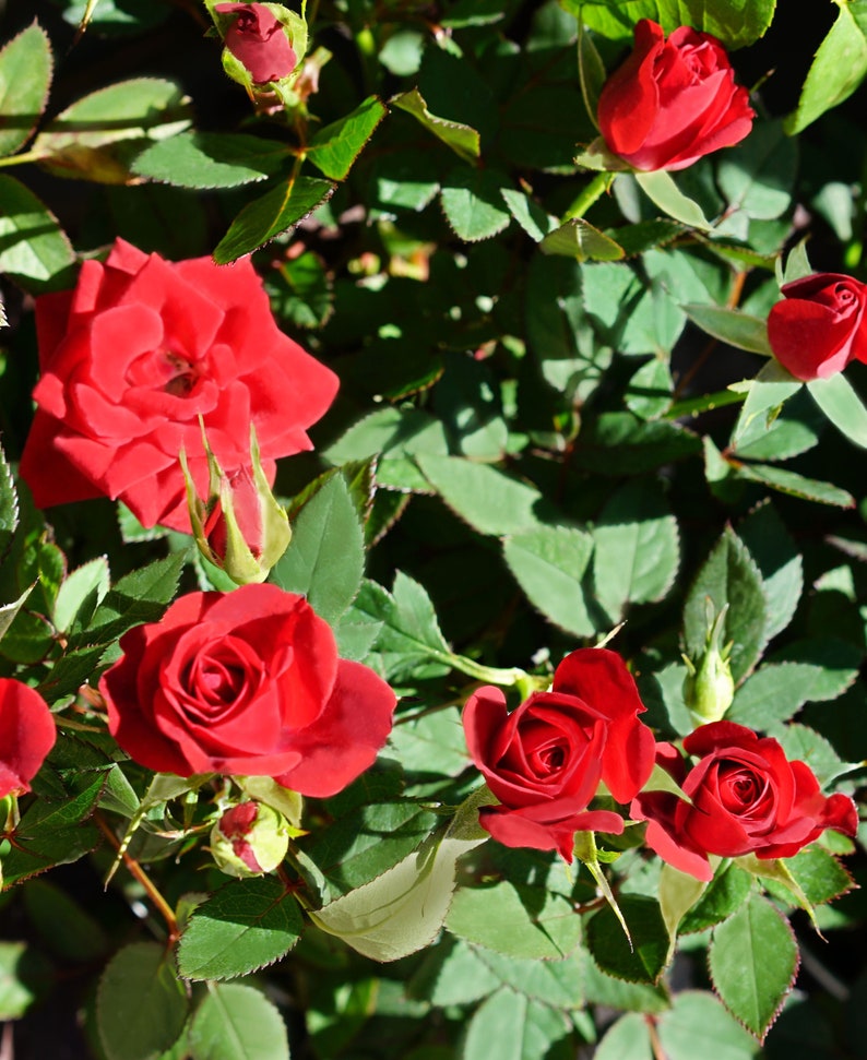 Red Mini Rose, Live Plant Potted, Healthy Own Root - Etsy
