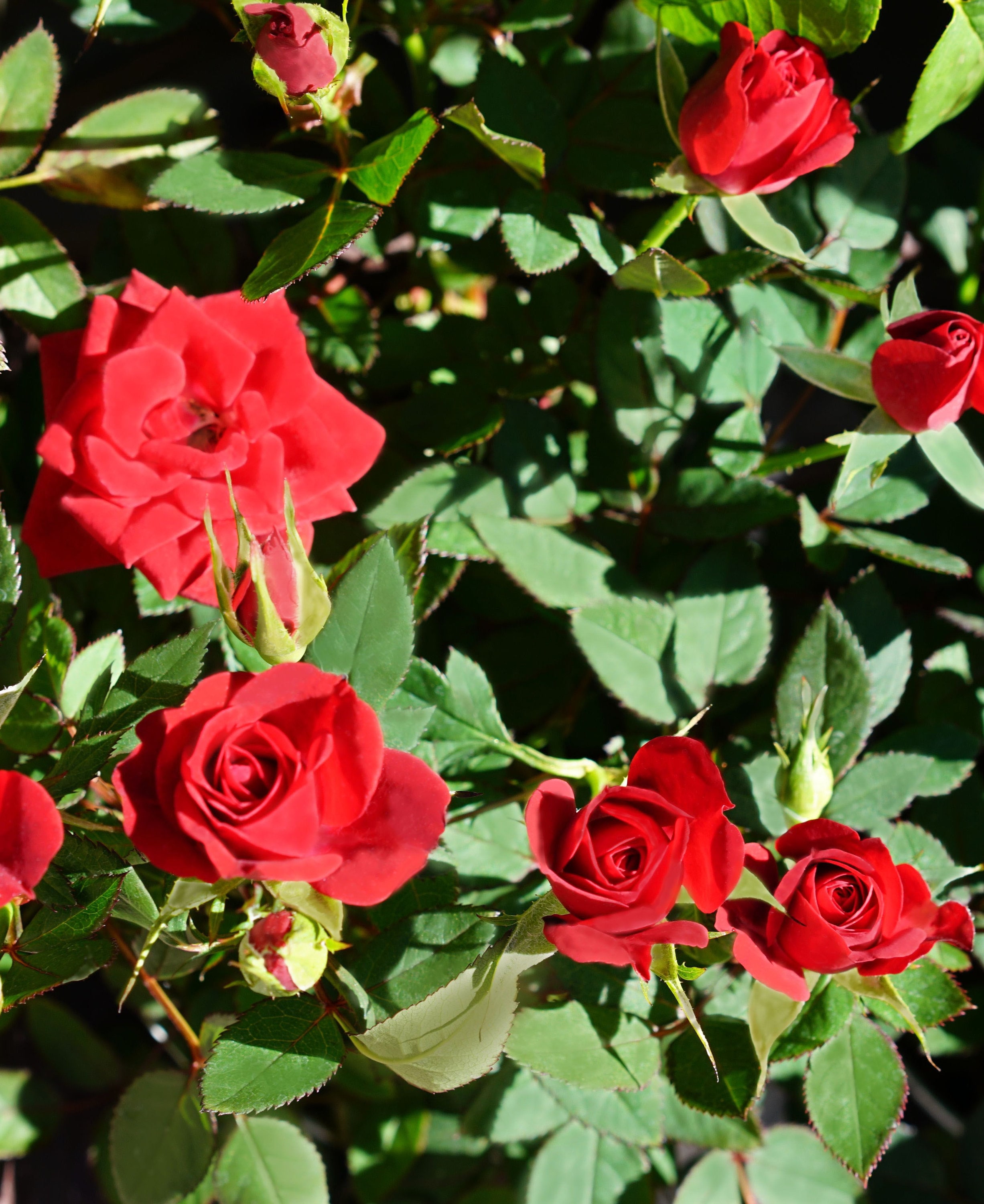 Red Mini Rose, Live Plant Potted, Healthy Own Root - Etsy