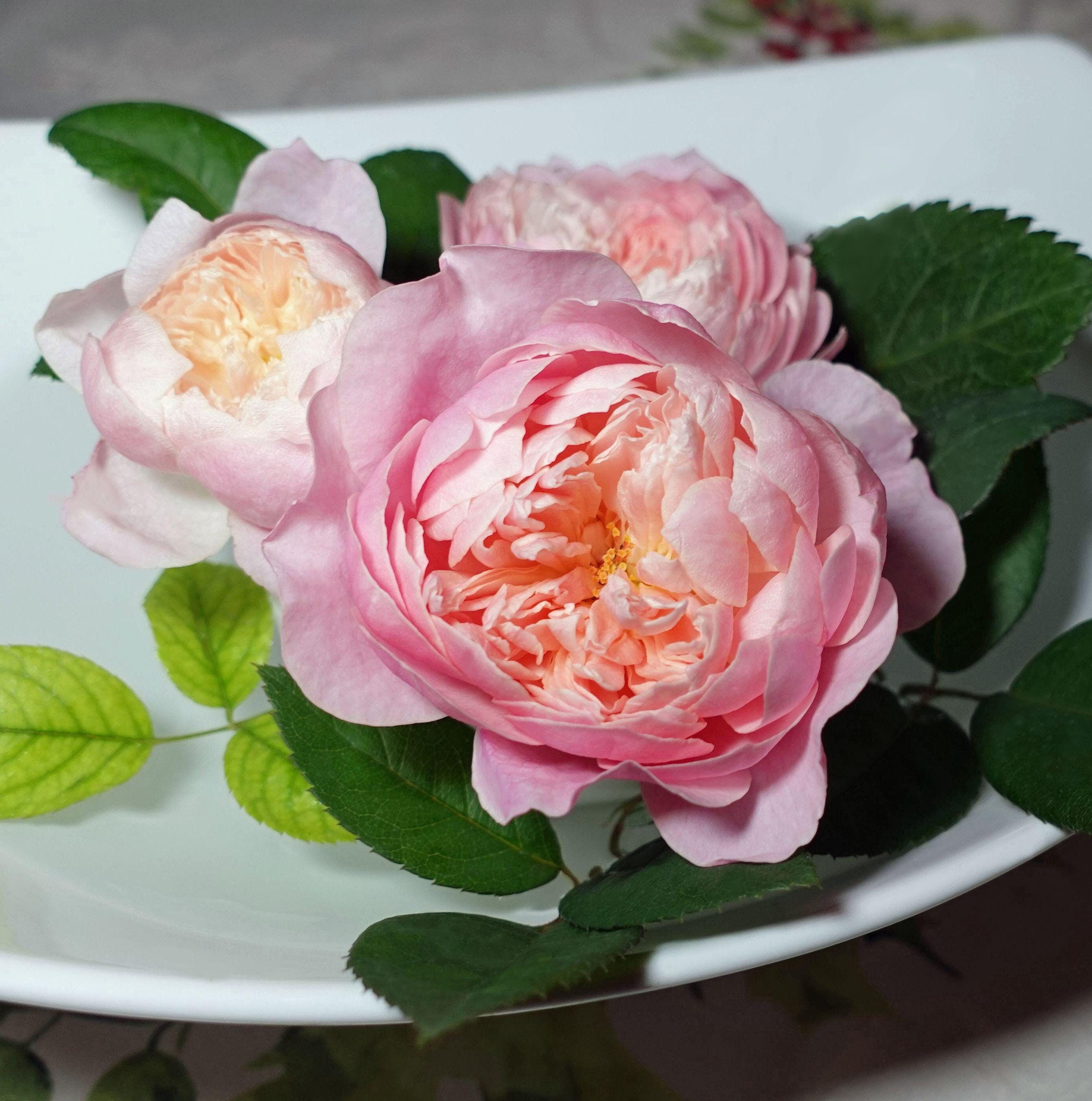 Beautiful Soft Pink Rose, Live Potted Plant With Healthy Own Roots F7 ...