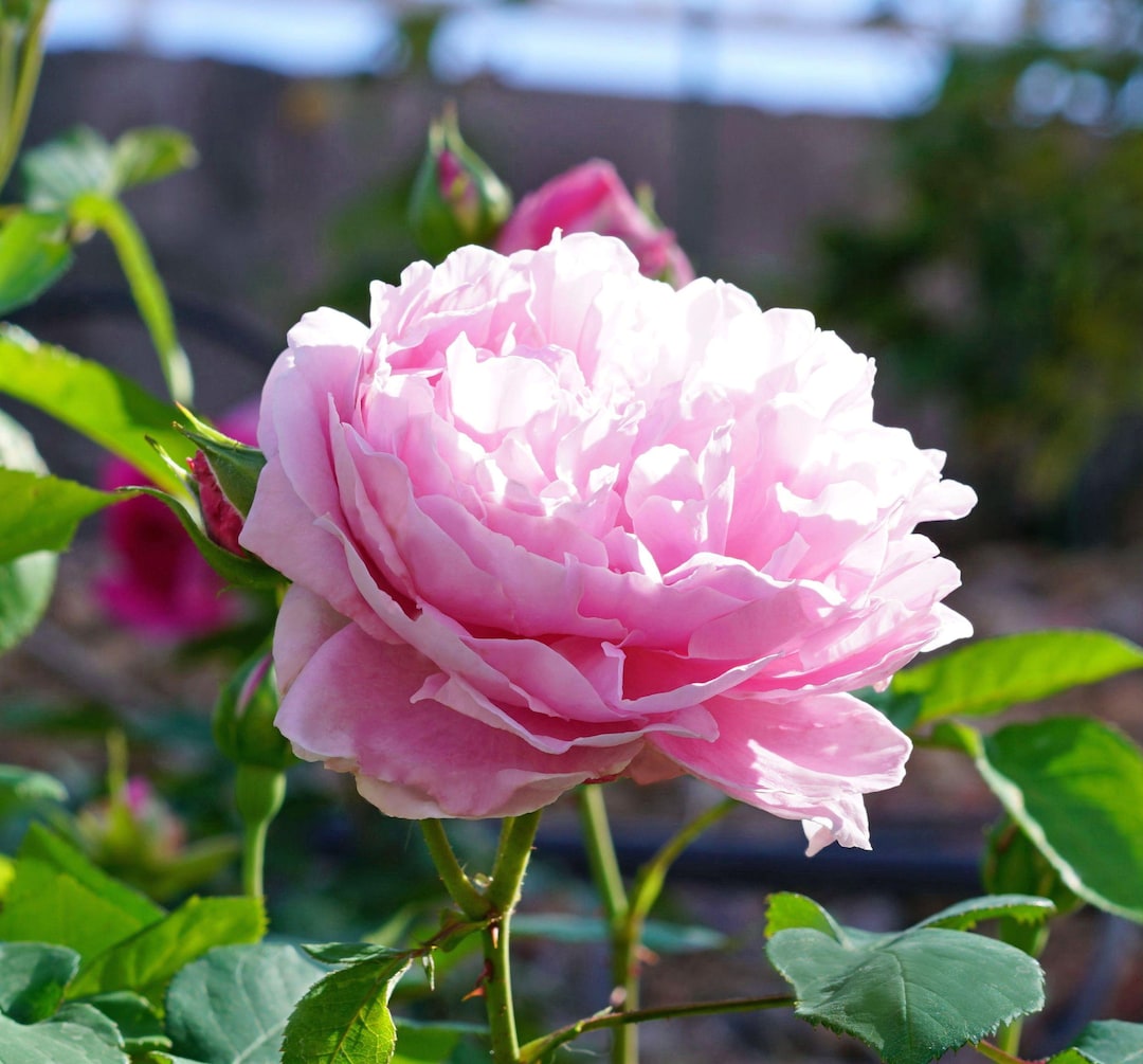 Beautiful Pink Old English Rose, Live Potted Plant With Healthy Own ...