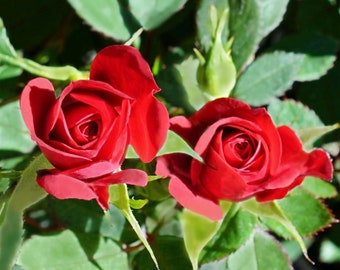 Red Miniature Rose Live Plant, Mini Rose Bush, Own Root Rose Starter ...