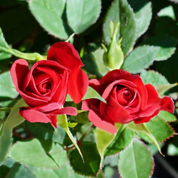 Miniature Red Rose - Etsy