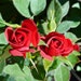 Red Mini Rose, Live Plant Potted, Healthy Own Root - Etsy