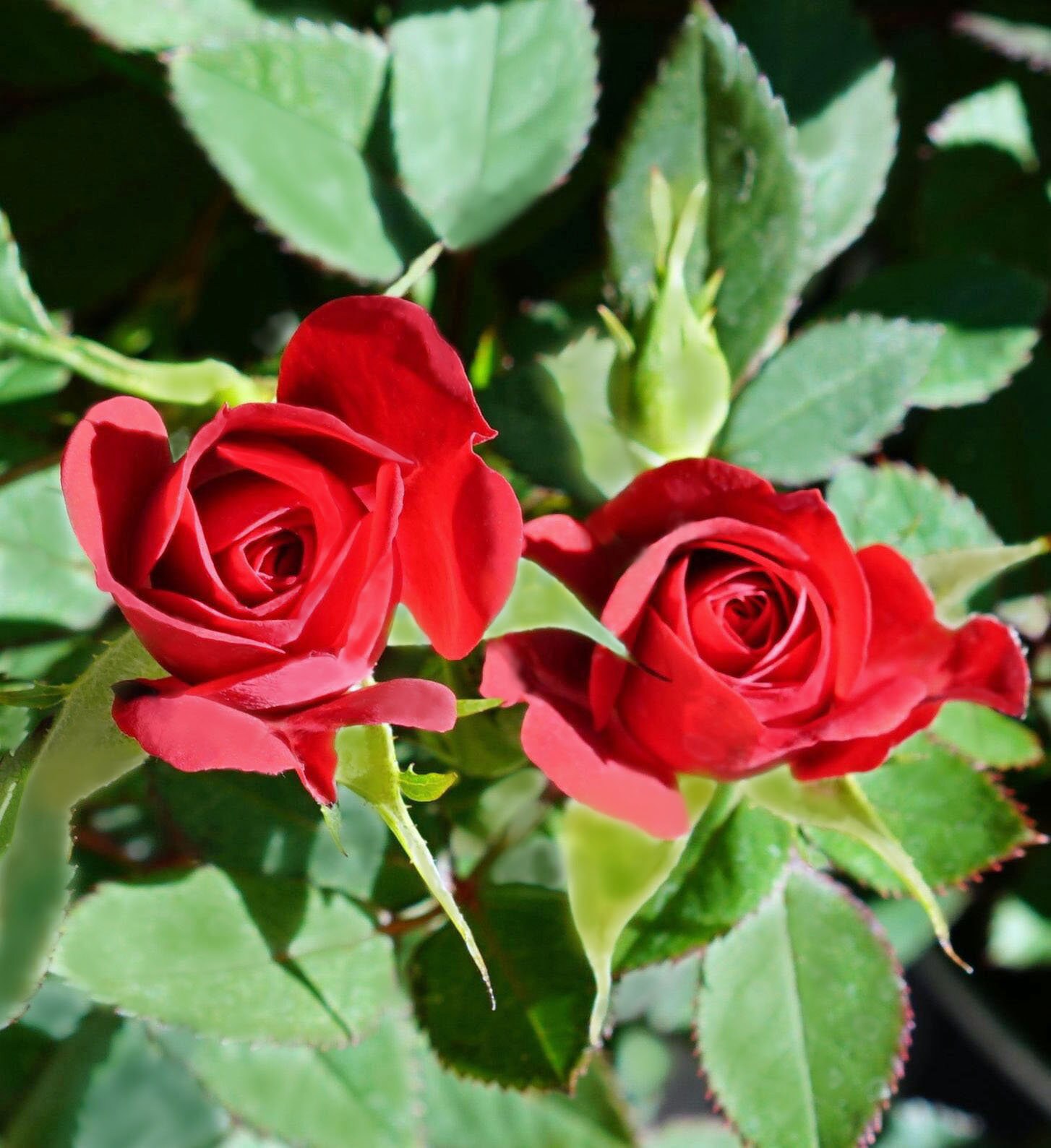 Red Mini Rose, Live Plant Potted, Healthy Own Root - Etsy