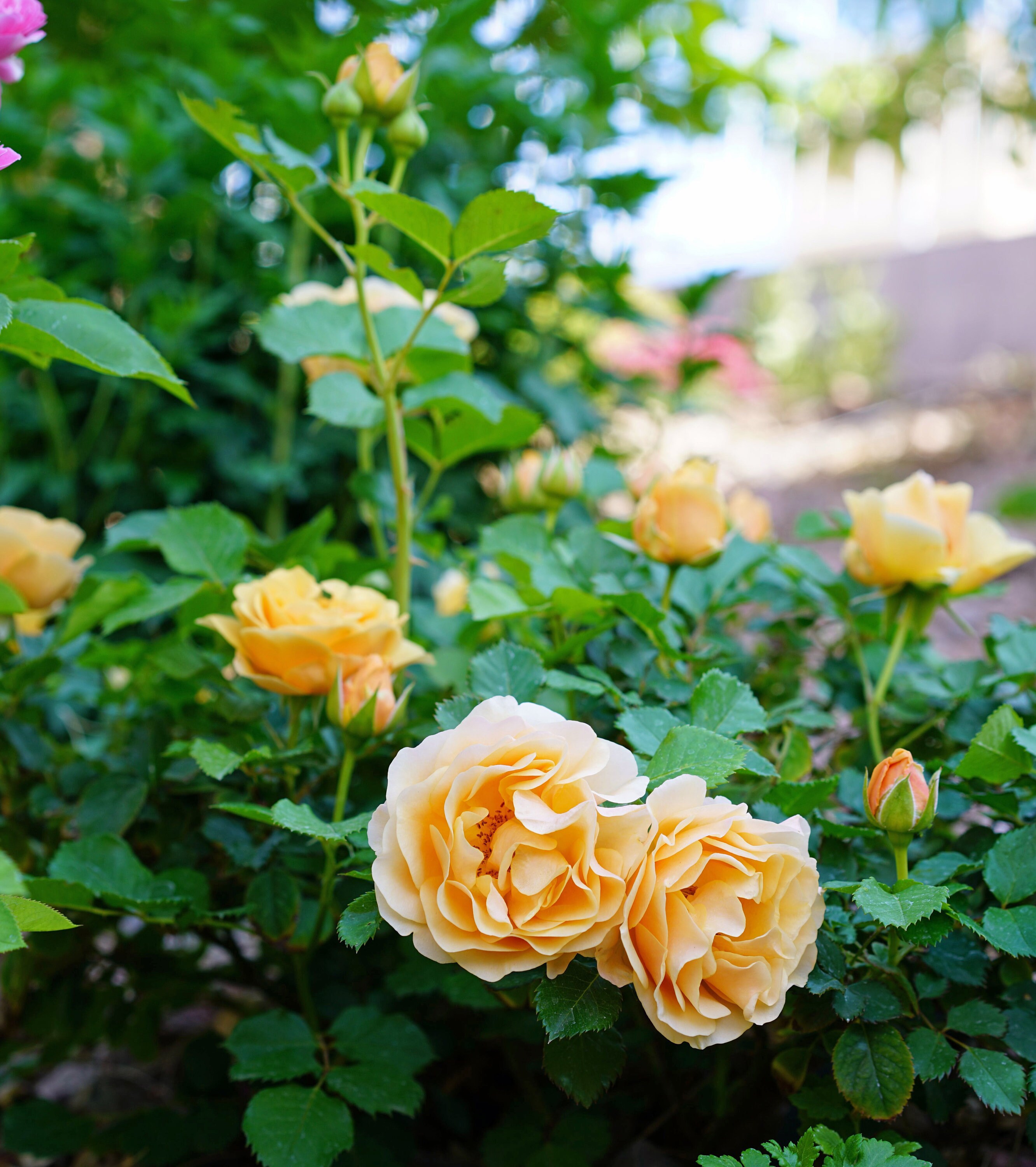 Beautiful Apricot Mini Rose, Live Plant Potted, Healthy Own Root - Etsy