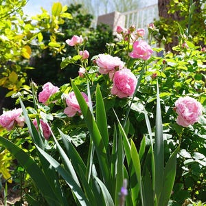 Beautiful Pink Old English Rose, Live Potted Plant With Healthy Own ...