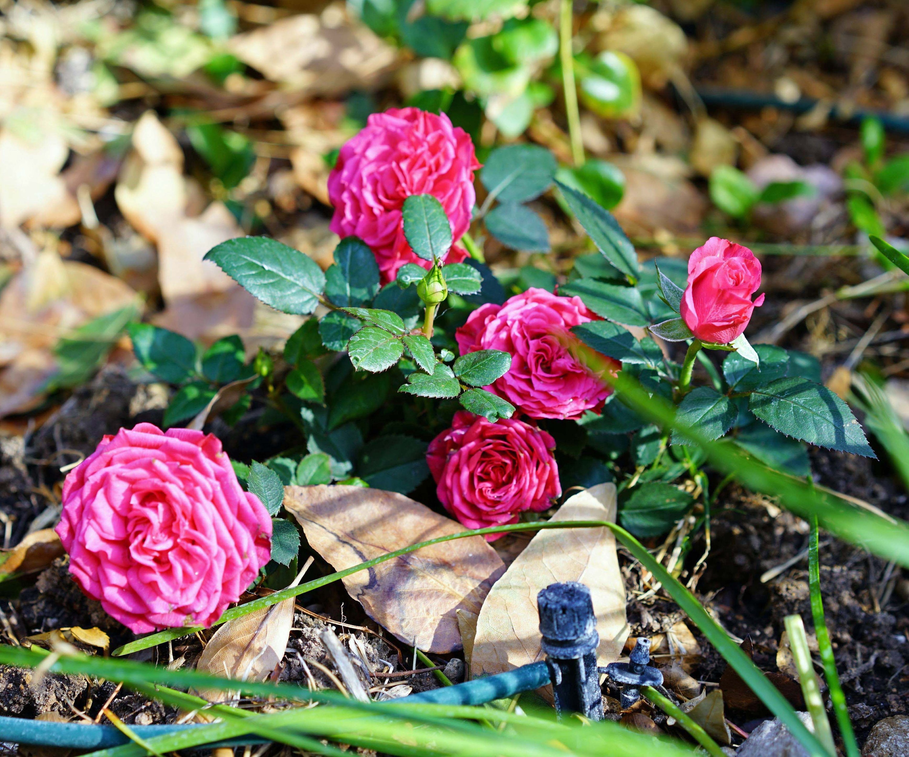 Rose Pink Mini Rose, Live Plant Potted, Healthy Own Root - Etsy