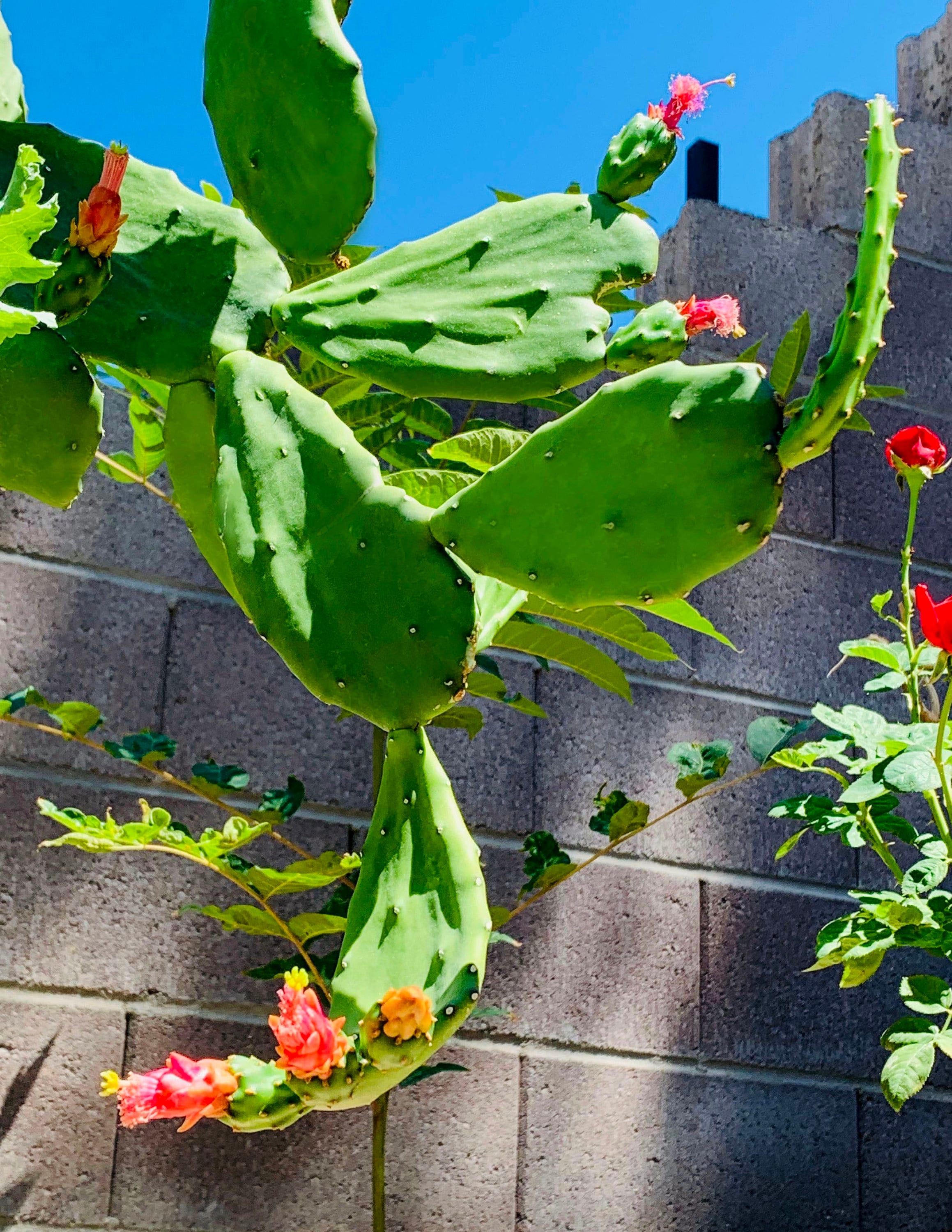 Jade Green Cactus mostly Thornless, Can Grow Like a Tree or a Bush - Etsy