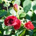 Red Mini Rose, Live Plant Potted, Healthy Own Root - Etsy
