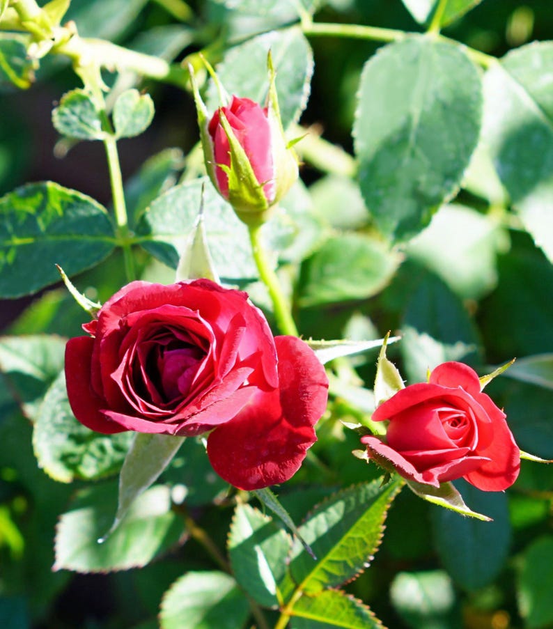 Red Mini Rose, Live Plant Potted, Healthy Own Root - Etsy