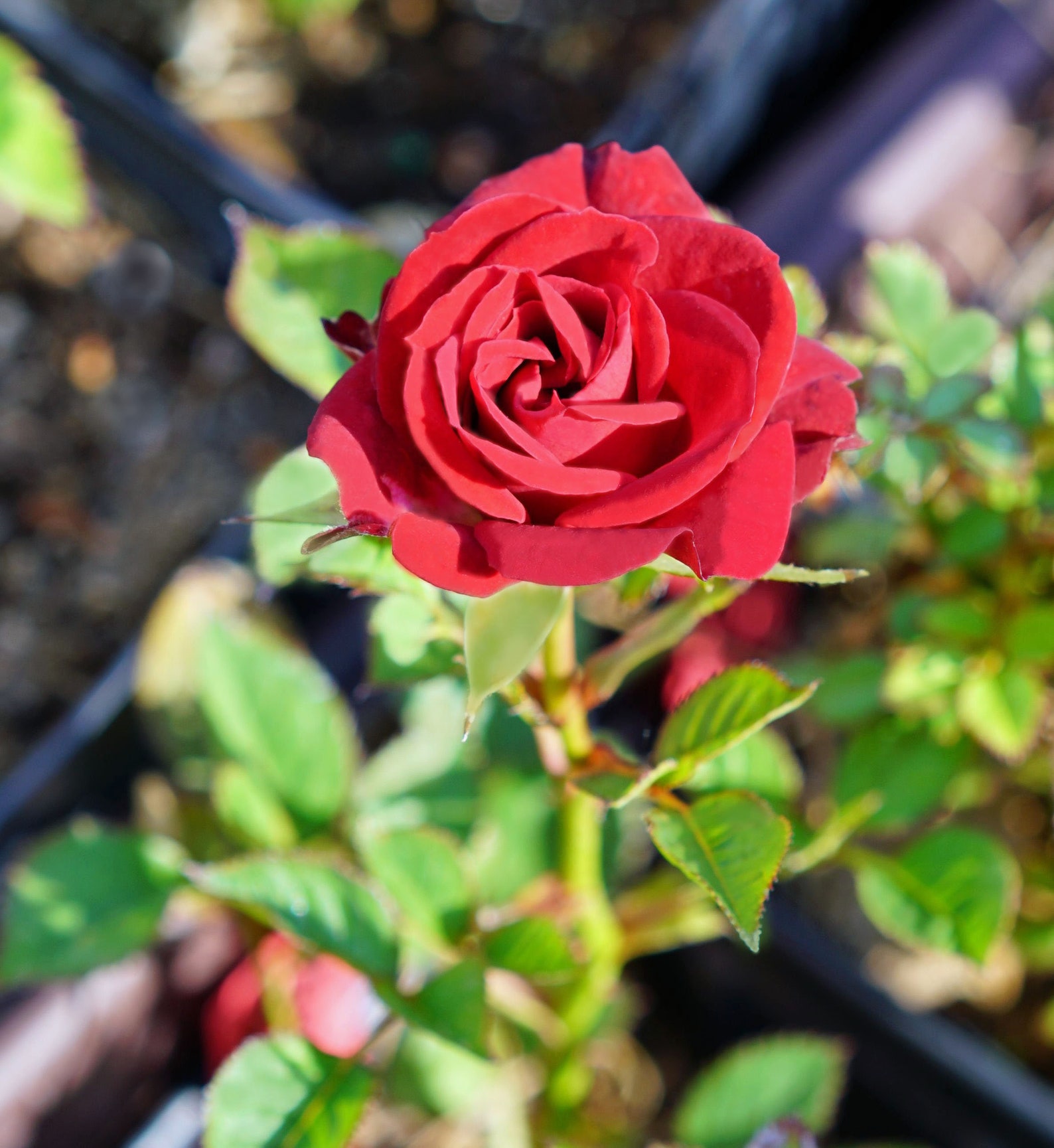 Red Mini Rose, Live Plant Potted, Healthy Own Root - Etsy