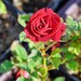 Red Mini Rose, Live Plant Potted, Healthy Own Root - Etsy