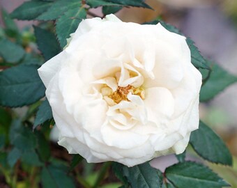 Beautiful Soft Pink Rose, Live Potted Plant With Healthy Own Roots - Etsy