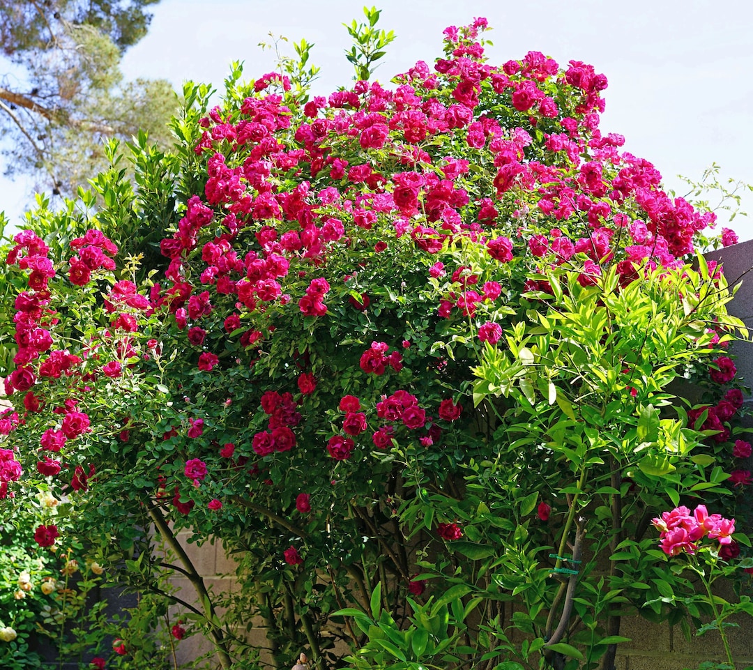 Lovely Purple Red Climbing Rose, Live Potted With Healthy Roots, Can ...