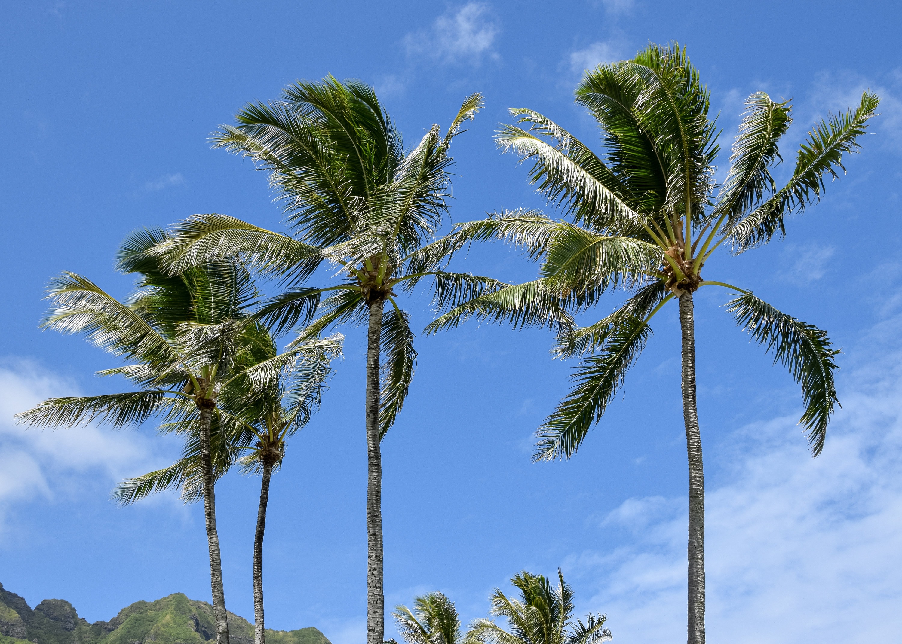 Honolulu Palm Trees
