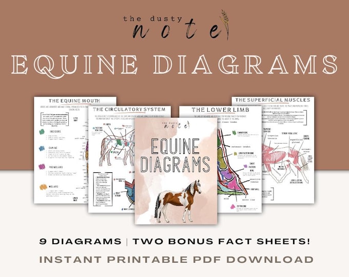Equine Skeleton Worksheet - Horse Anatomy - Horse Skeleton - Equine ...