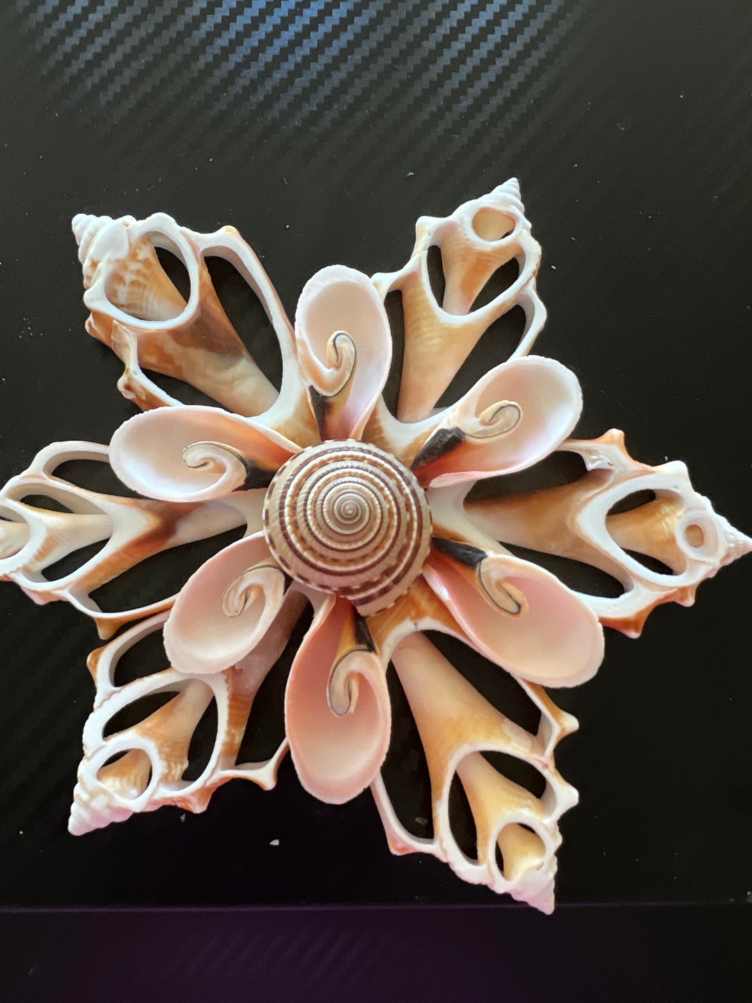 Large Sliced Fighting Conch Shells With Large Lily Cut Strawberry ...