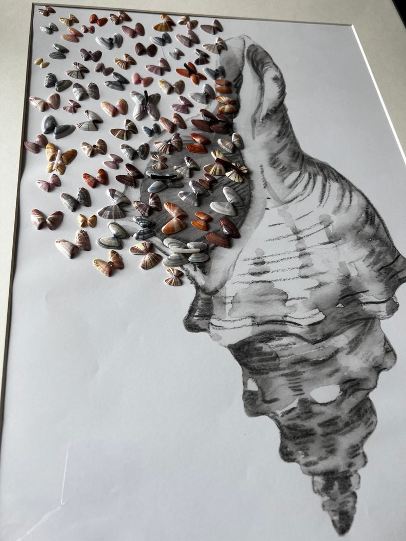 Coquina Shells Let Them Fly - Etsy