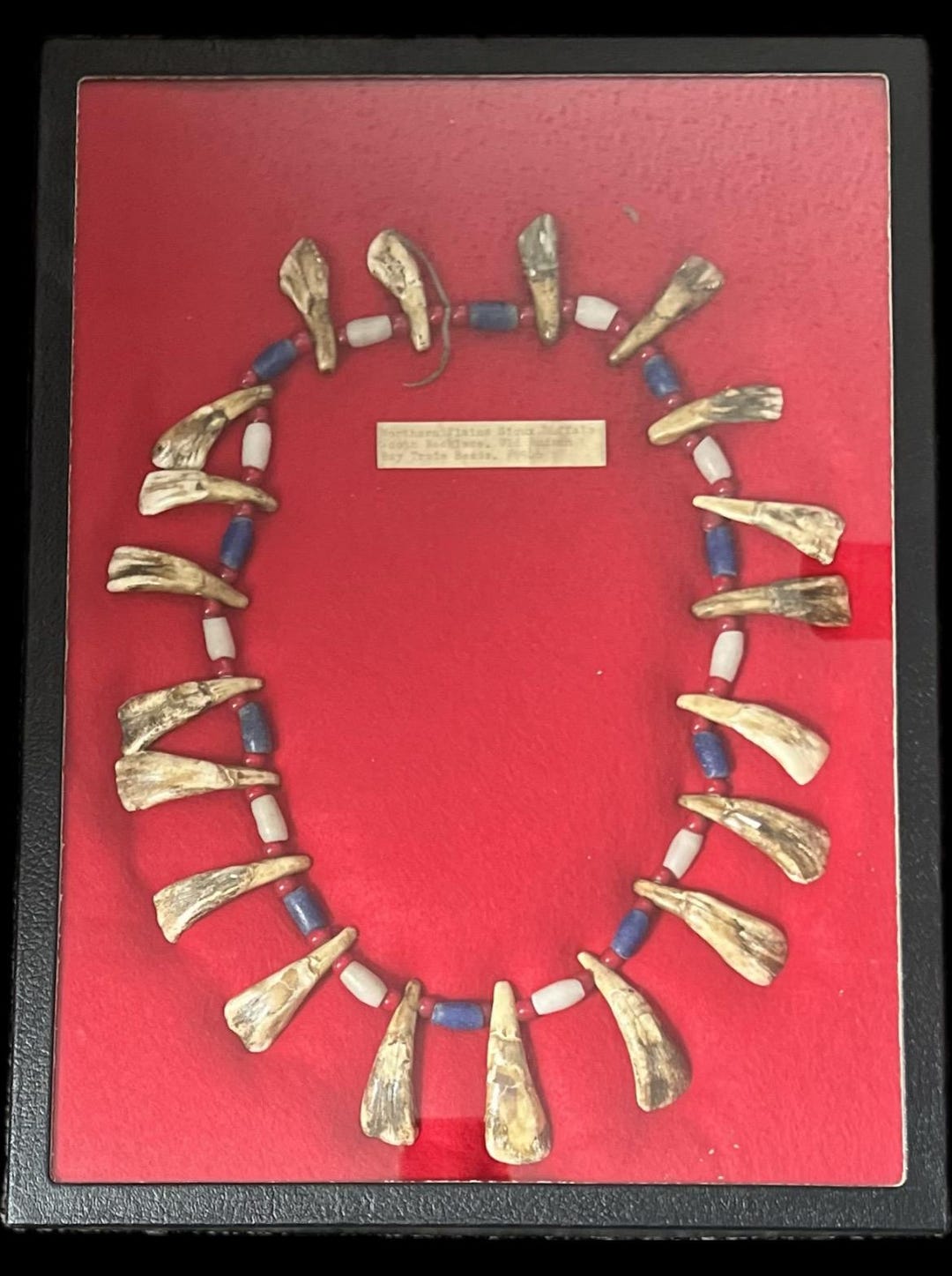 Native American Buffalo Tooth Authentic Necklace-19th Century W/tribal ...