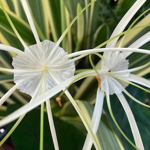 Variegated Spider Lily Plant: Hymenocallis Caribaea, Garden & Pond - Etsy