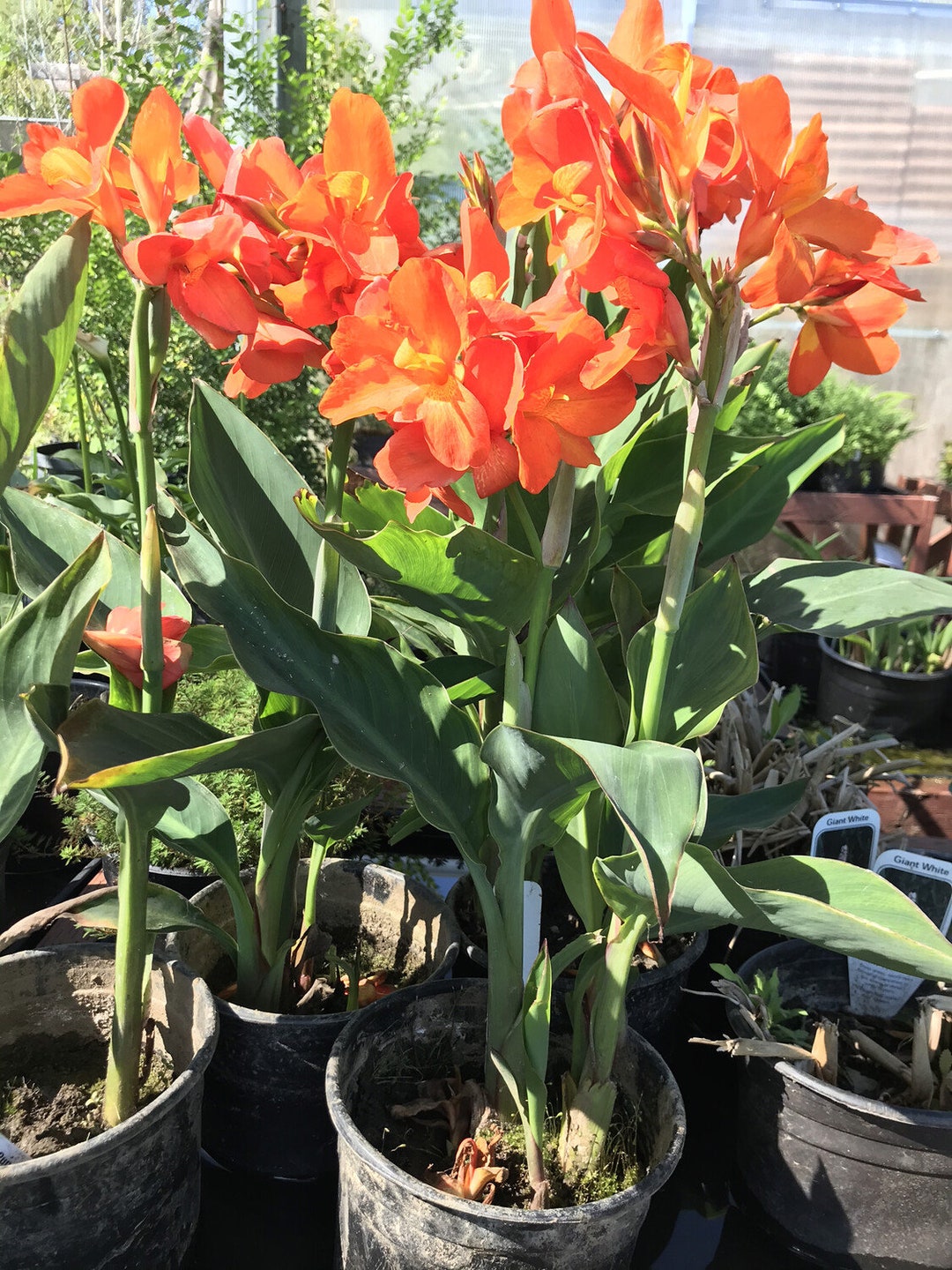 CANNA CHIQUITA PUNCH Plant for Garden and Pond | Free Shipping ...
