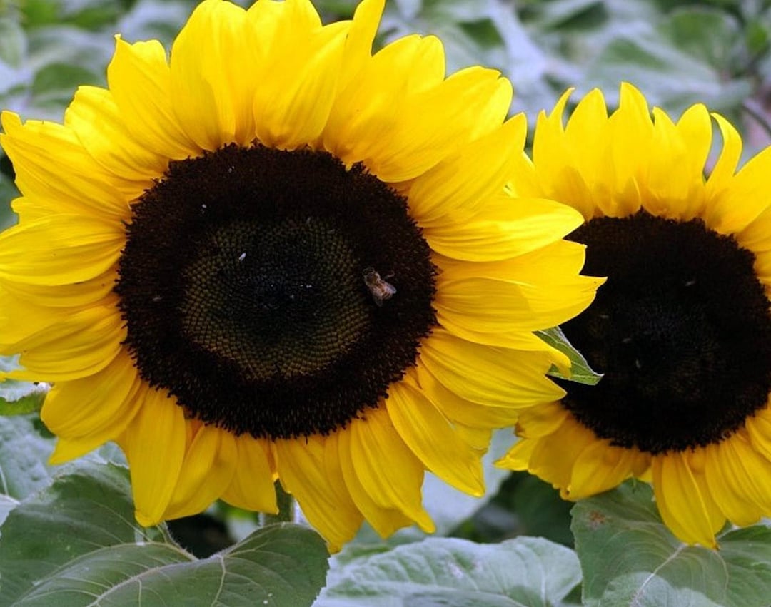 Classic Gold F1 Sunflower | Sunflower Seeds | Green Garden Corner - Etsy