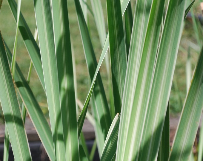 CATTAIL VARIEGATED (TYPHA Lotifolia Var ) Plant for Pond | Free ...