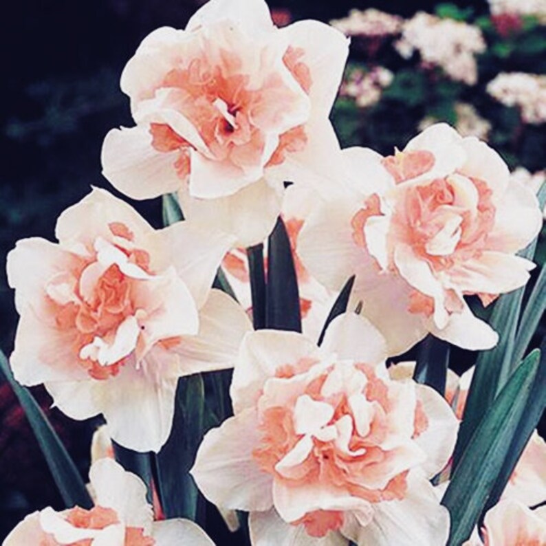 Replete Double Daffodil Bulbs: Pink & White Narcissus - Holland Bulbs ...