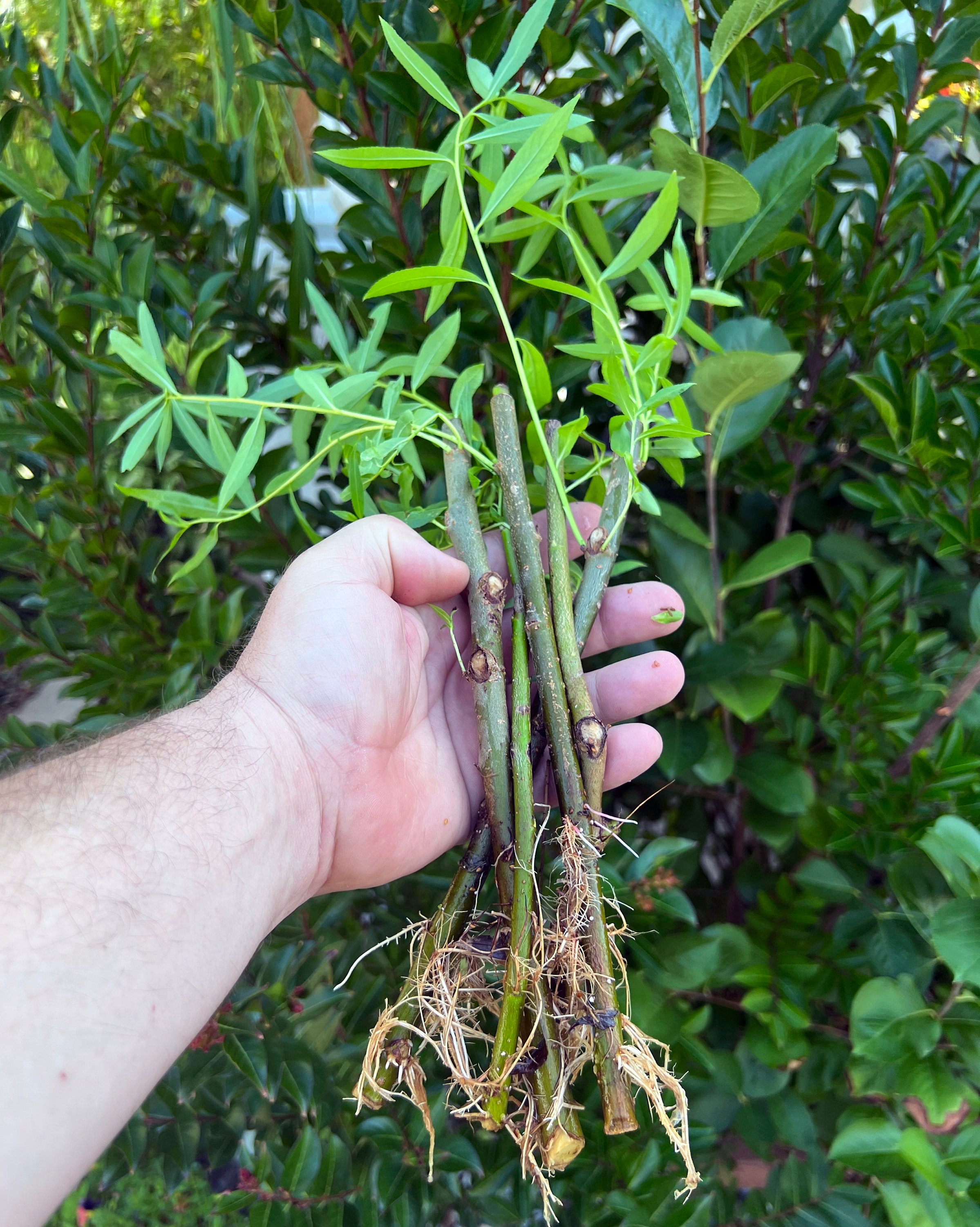 10 Weeping Willow Rooted Cuttings is the a Great Accent in - Etsy