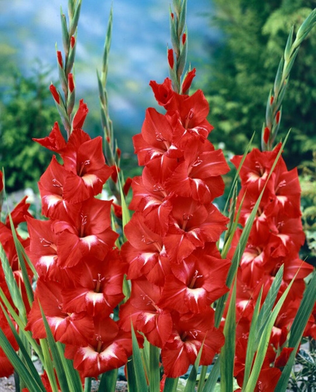 Traderhorn Gladiolus Bulbs: Burgundy-red Flowers - Etsy