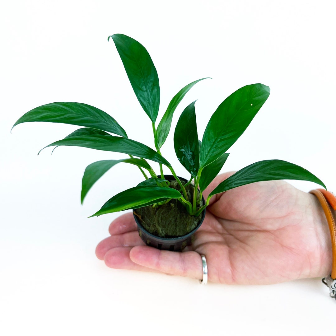 ANUBIAS Minima 1 Pot- Aquatic Live Plants Perfect to All Size Tanks ...