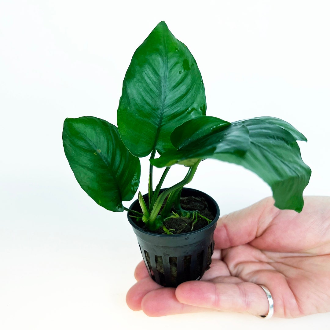 Anubias Barteri Broad Leaf: Live Aquarium Plant - Etsy