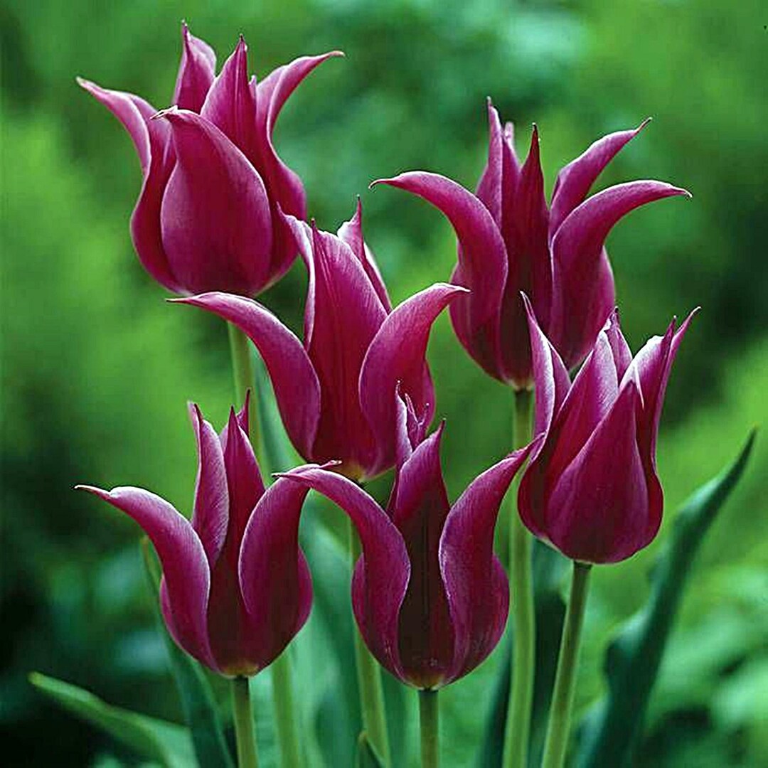 Purple Dream Tulip Bulbs - Holland Flowers (4 or 8 Bulbs) - Etsy