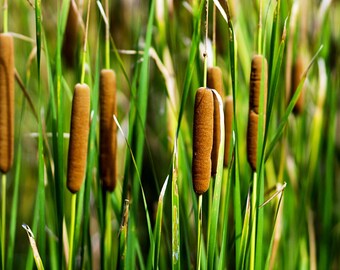 CATTAIL VARIEGATED (TYPHA Lotifolia Var ) Plant for Pond | Free ...