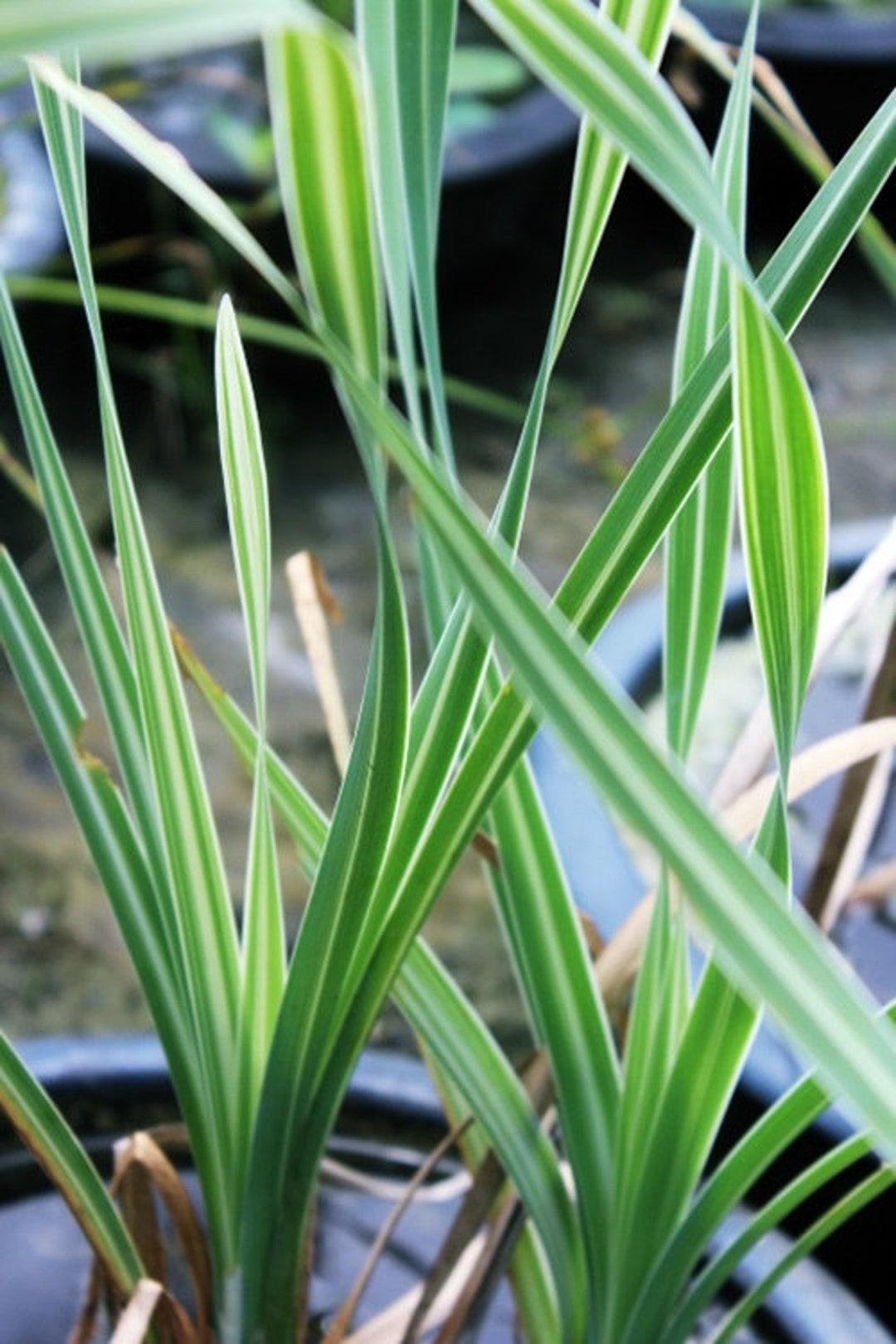 CATTAIL VARIEGATED TYPHA Lotifolia Var Plant for Pond Free Shipping ...