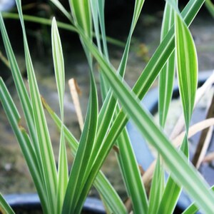 CATTAIL VARIEGATED (TYPHA Lotifolia Var ) Plant for Pond | Free ...