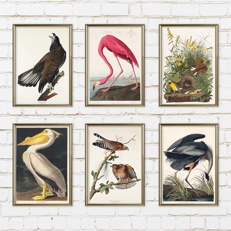 Vintage Bird Prints - Etsy