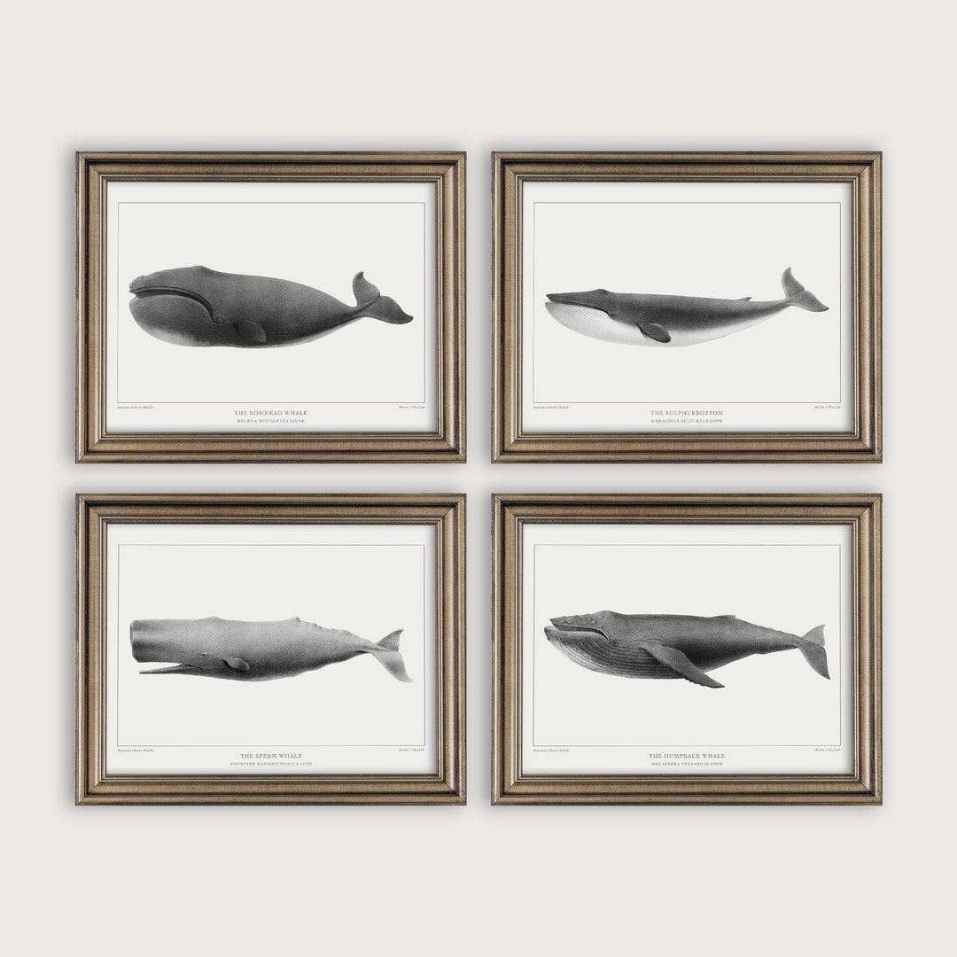 Nautical Gallery Wall Decor, Vintage Whale Art Print Set of 4, Nautical ...