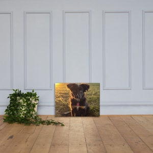 Mini Australian Shepherd Canvas Wall Art - Etsy