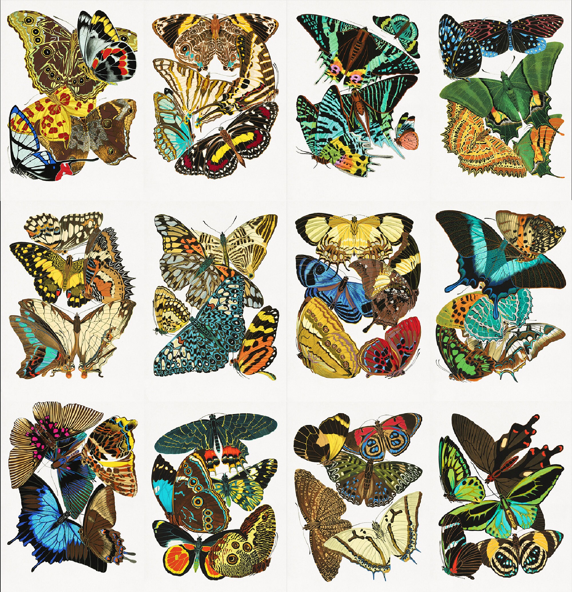 2024 Calendar Emile-alain Séguy Butterfly Color Insect Animals Art ...