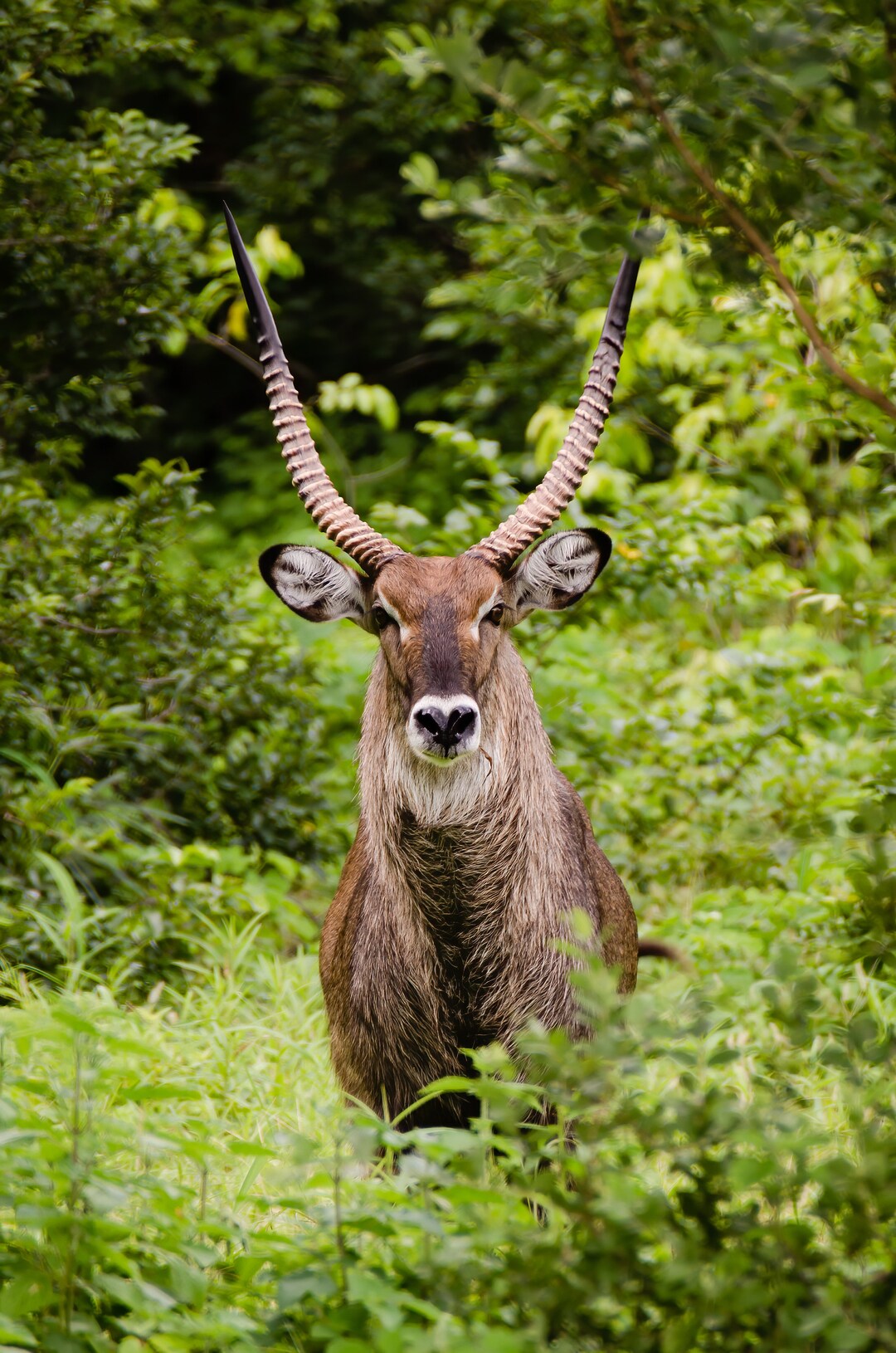 Waterbuck, Digital Photo - Etsy