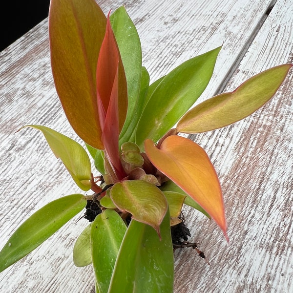 Prince of Orange Philodendron - Etsy