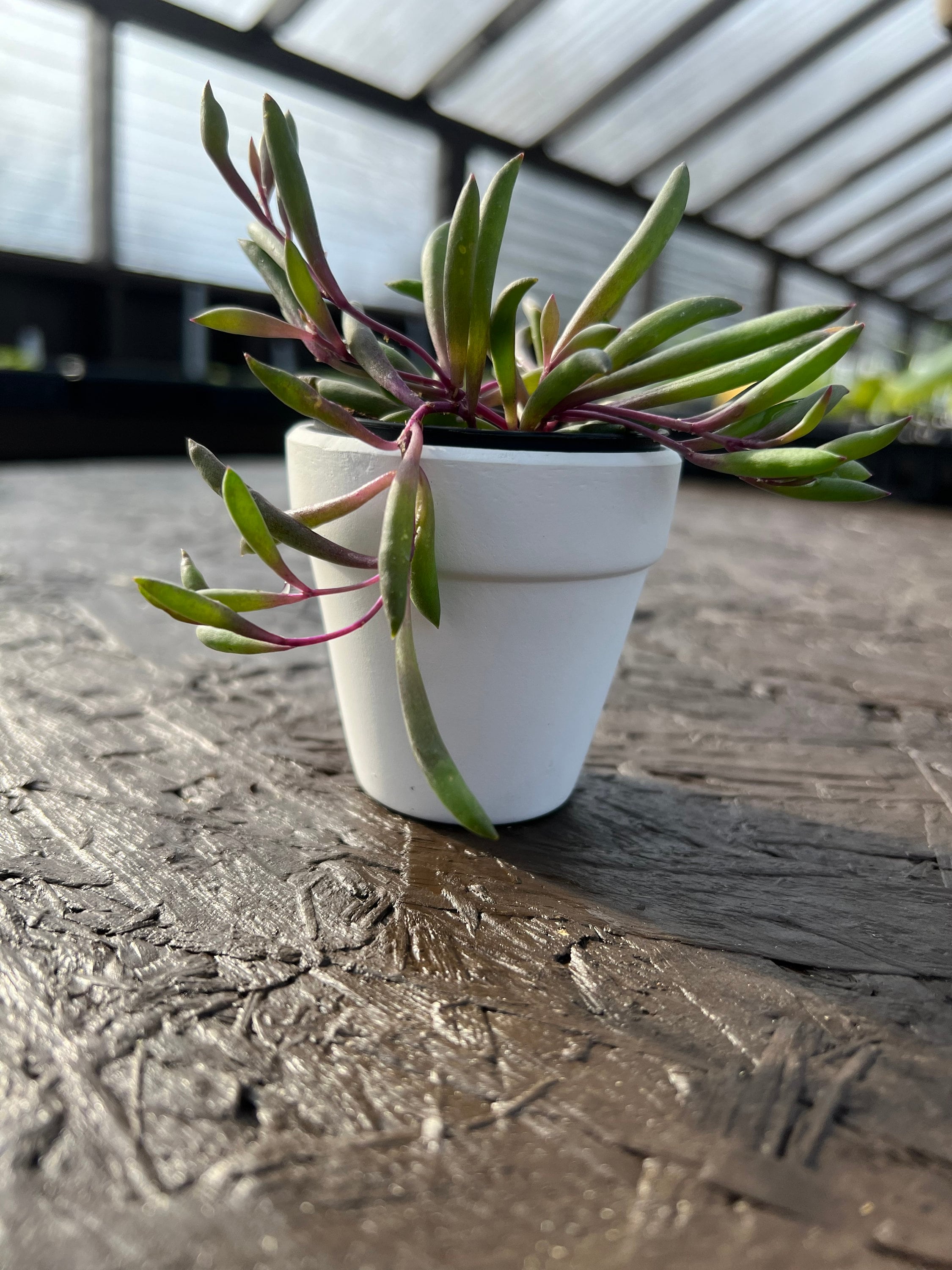 Ruby Necklace Mini Plant in Pot Succulents - Etsy