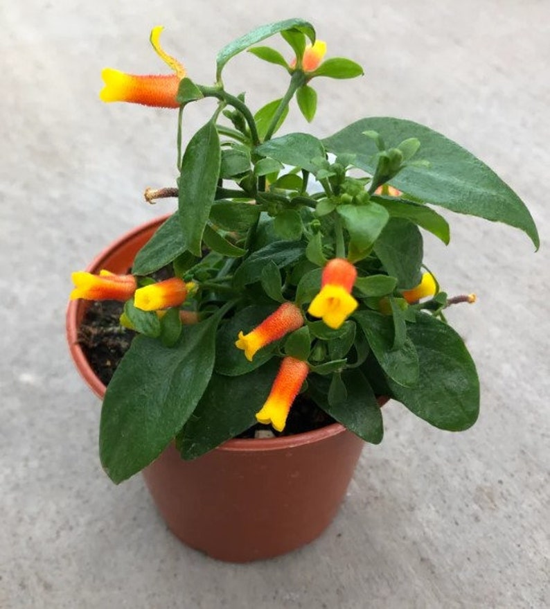 Candy Corn Vine Mini Plant In Pot Succulents Climbers Plants Etsy