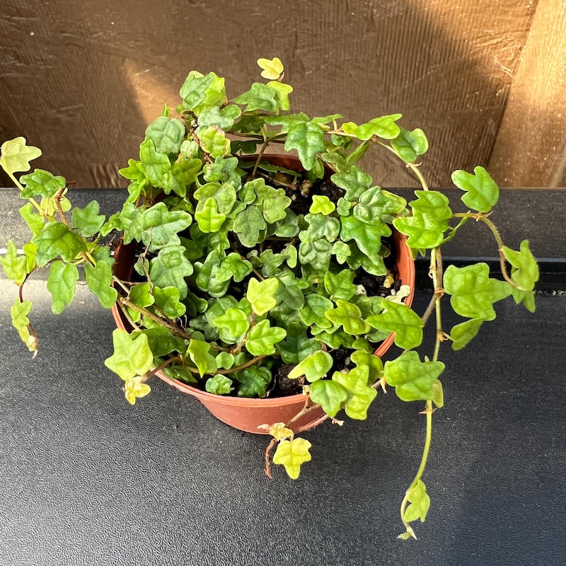 String of Frogs - Etsy