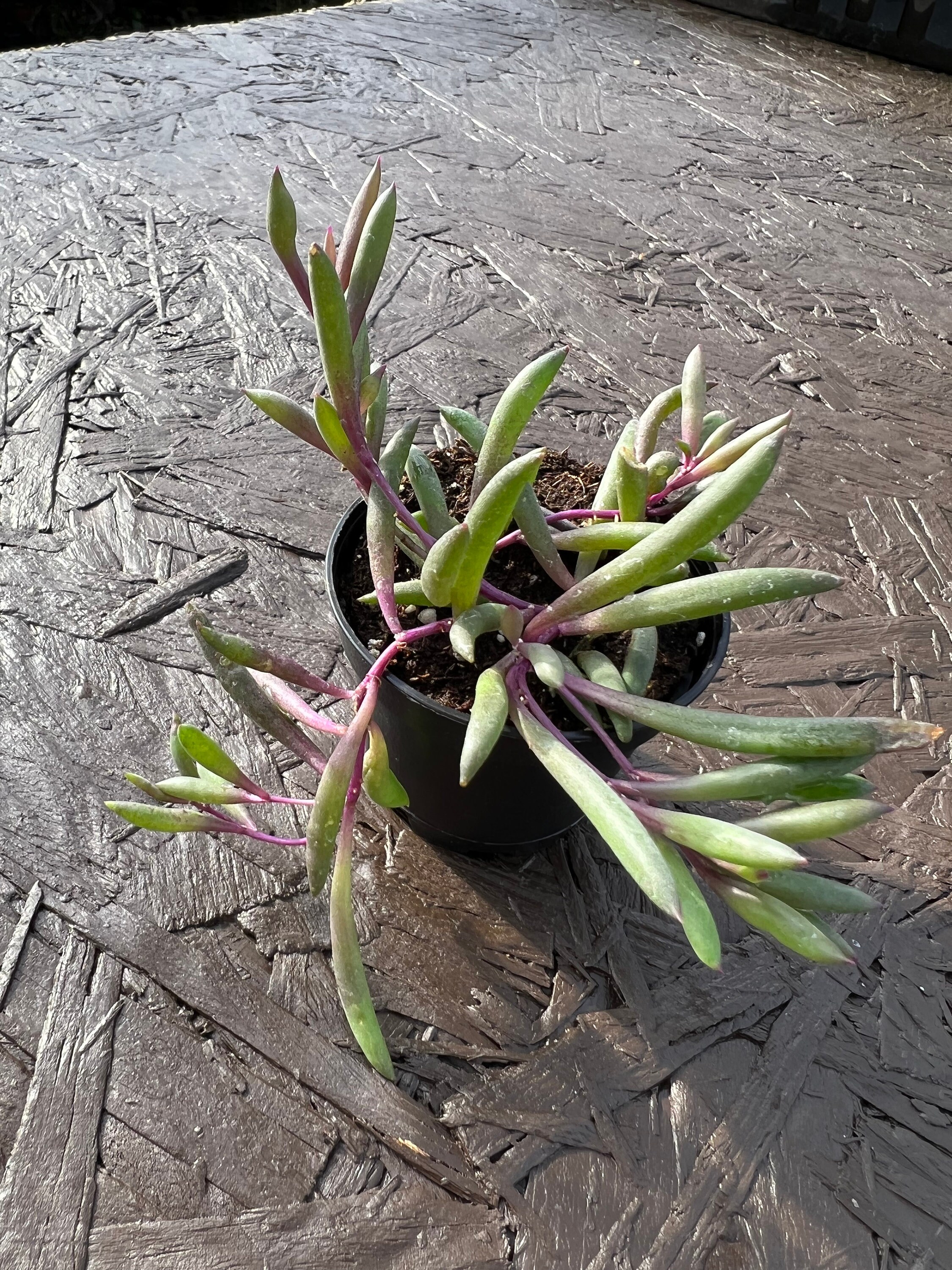Ruby Necklace Mini Plant in Pot Succulents - Etsy