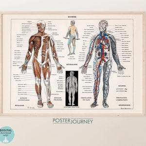 The Human Body Vintage Anatomy Illustration, Medical Antique ...