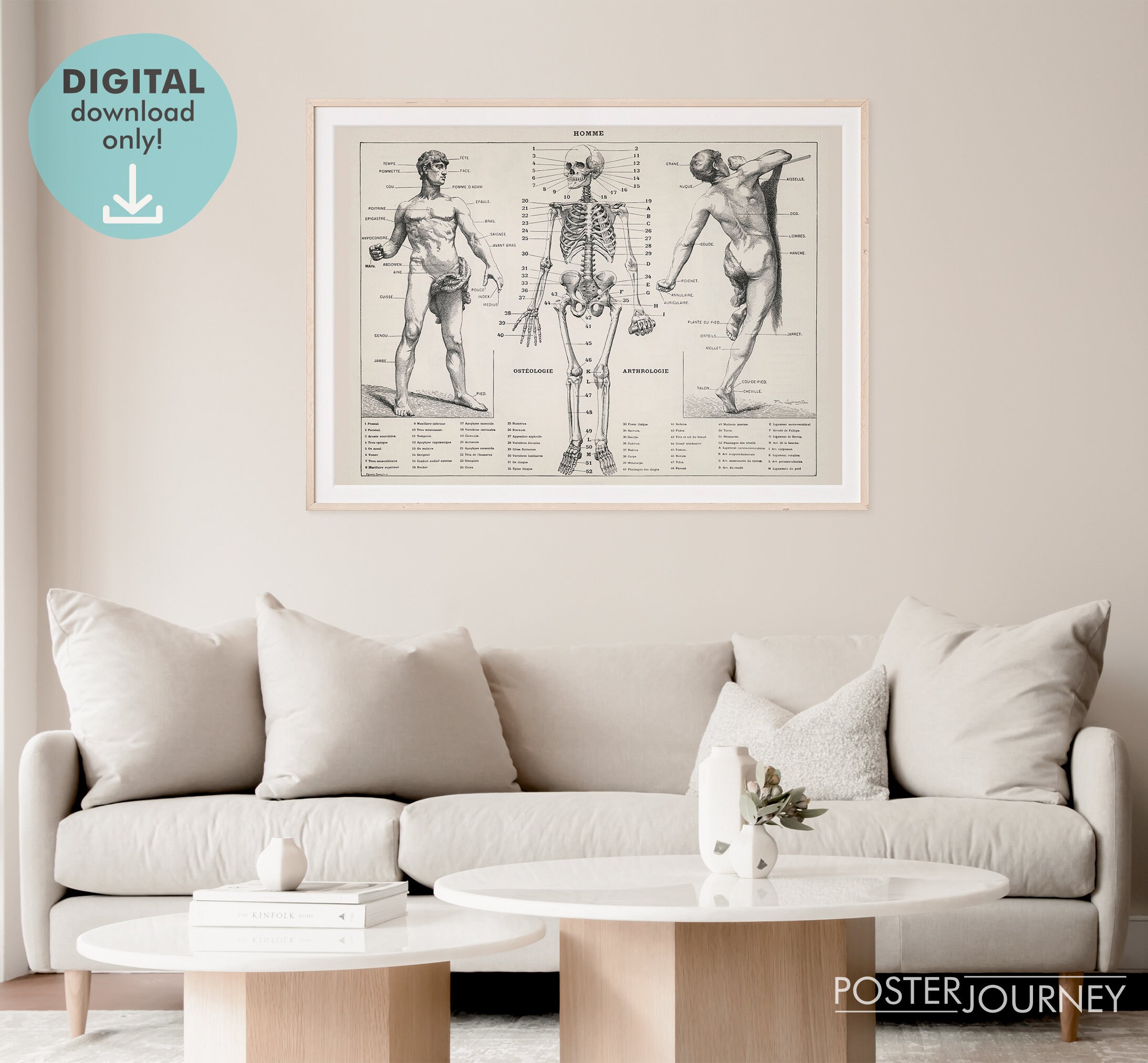 The Human Body Vintage Skeleton Anatomy Illustration, Medical Antique ...
