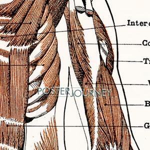 The Human Body Vintage Anatomy Illustration, Medical Antique ...