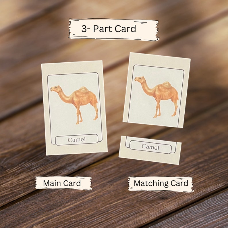 100 Printable Nomenclature Animal Flashcards - Etsy